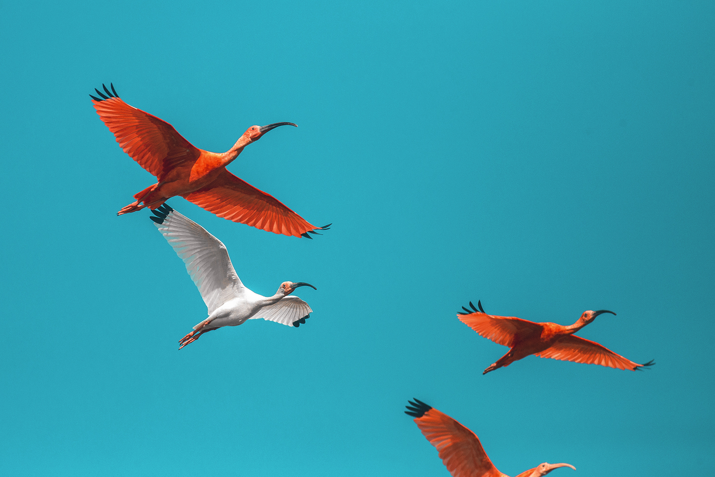 Corocora Camp | Top 10 Species Worth Travelling For - Galavanta